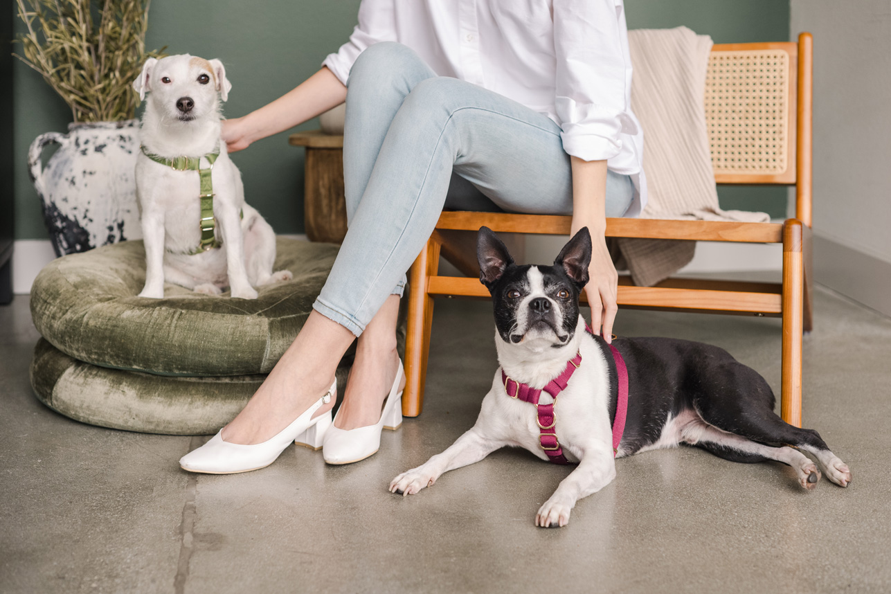 Brand Photoshoot for UNIMIN Pet’s Eco-Friendly Dog Gear - Krista Mason ...