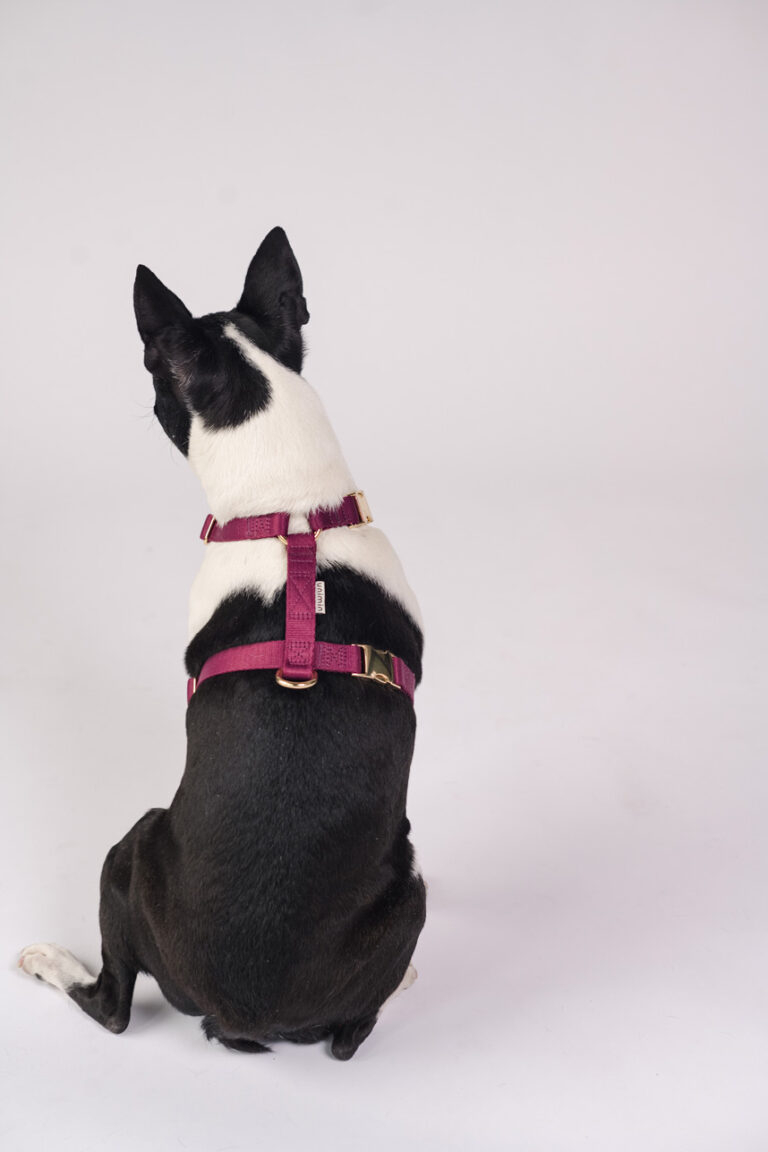 Brand Photoshoot for UNIMIN Pet’s Eco-Friendly Dog Gear - Krista Mason ...